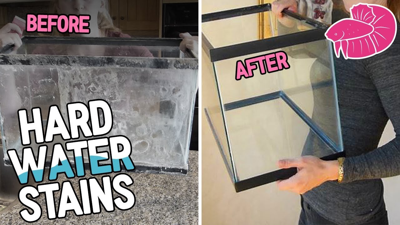 How To Clean Turtle Tank Glass | Cleanestor